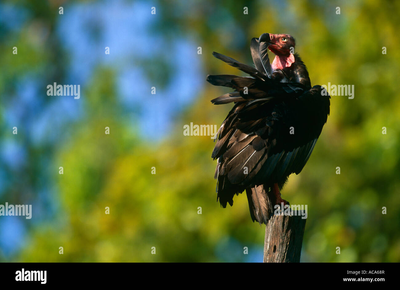 Red headed vulture Sarcogyps calvus perched on branch Keoladeo Ghana NP ...