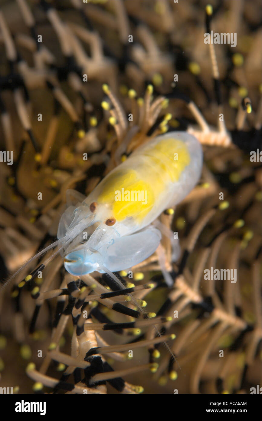 Pistol shrimp (Alpheidae Stock Photo - Alamy