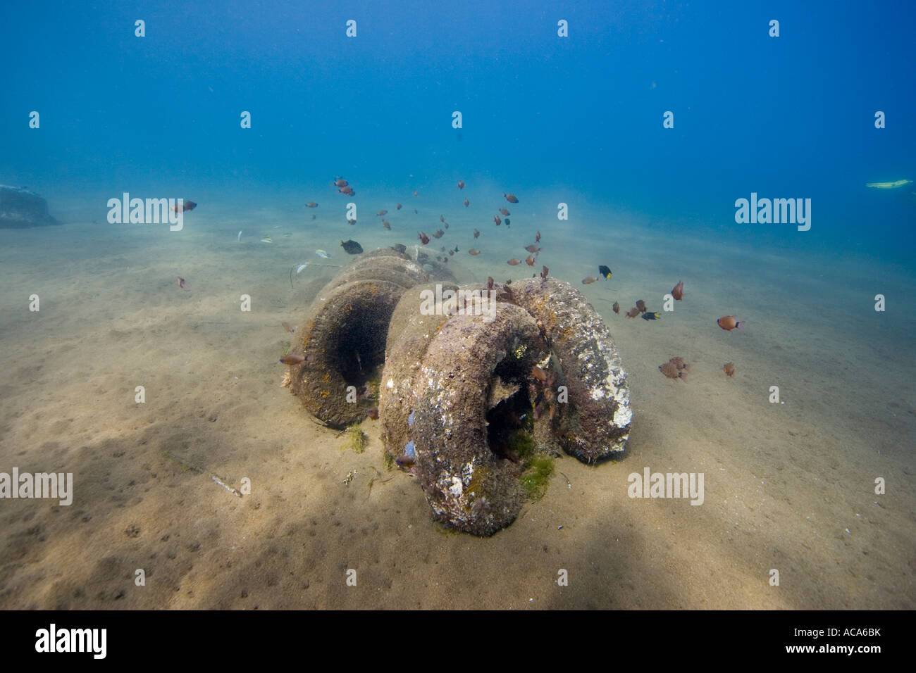 Artificial reef hi-res stock photography and images - Alamy