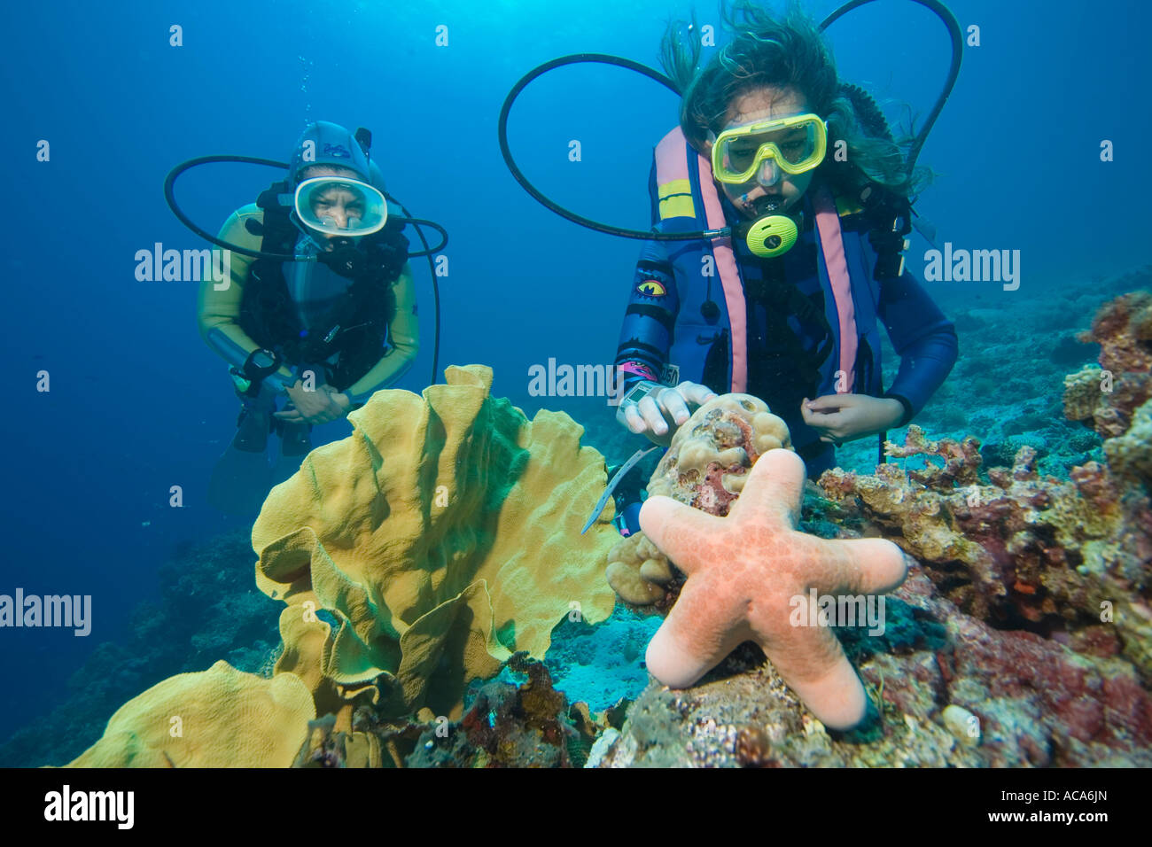 Divers observing a sea star (Choriaster granulatus Stock Photo - Alamy