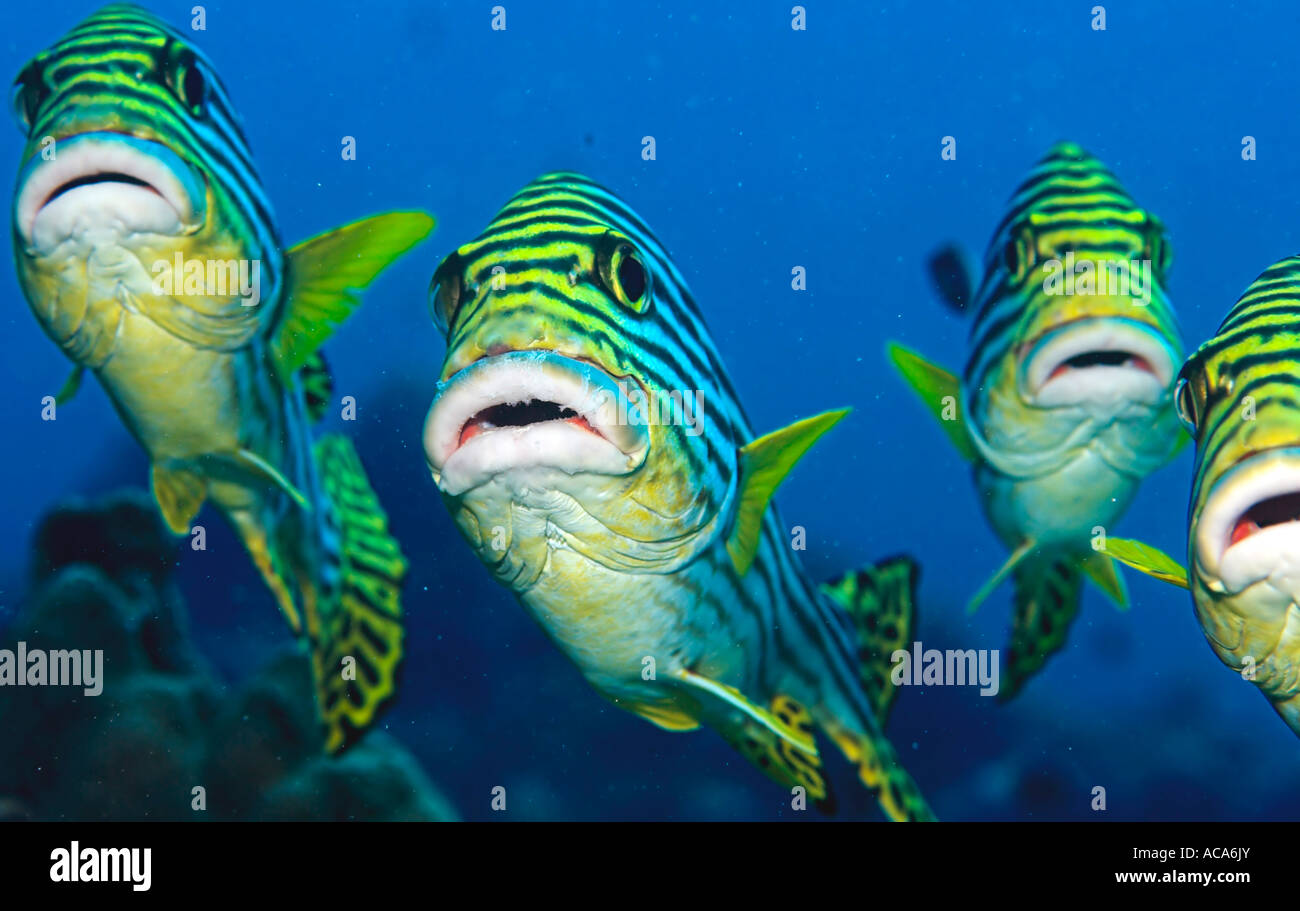 Sweetlipp hi-res stock photography and images - Alamy