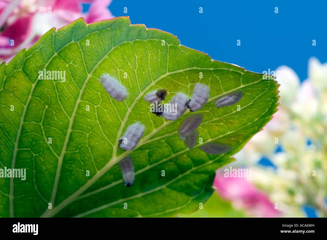 Mealy bugs (Pseudococcidae) sitting on a leaf of a hydrangea Stock ...
