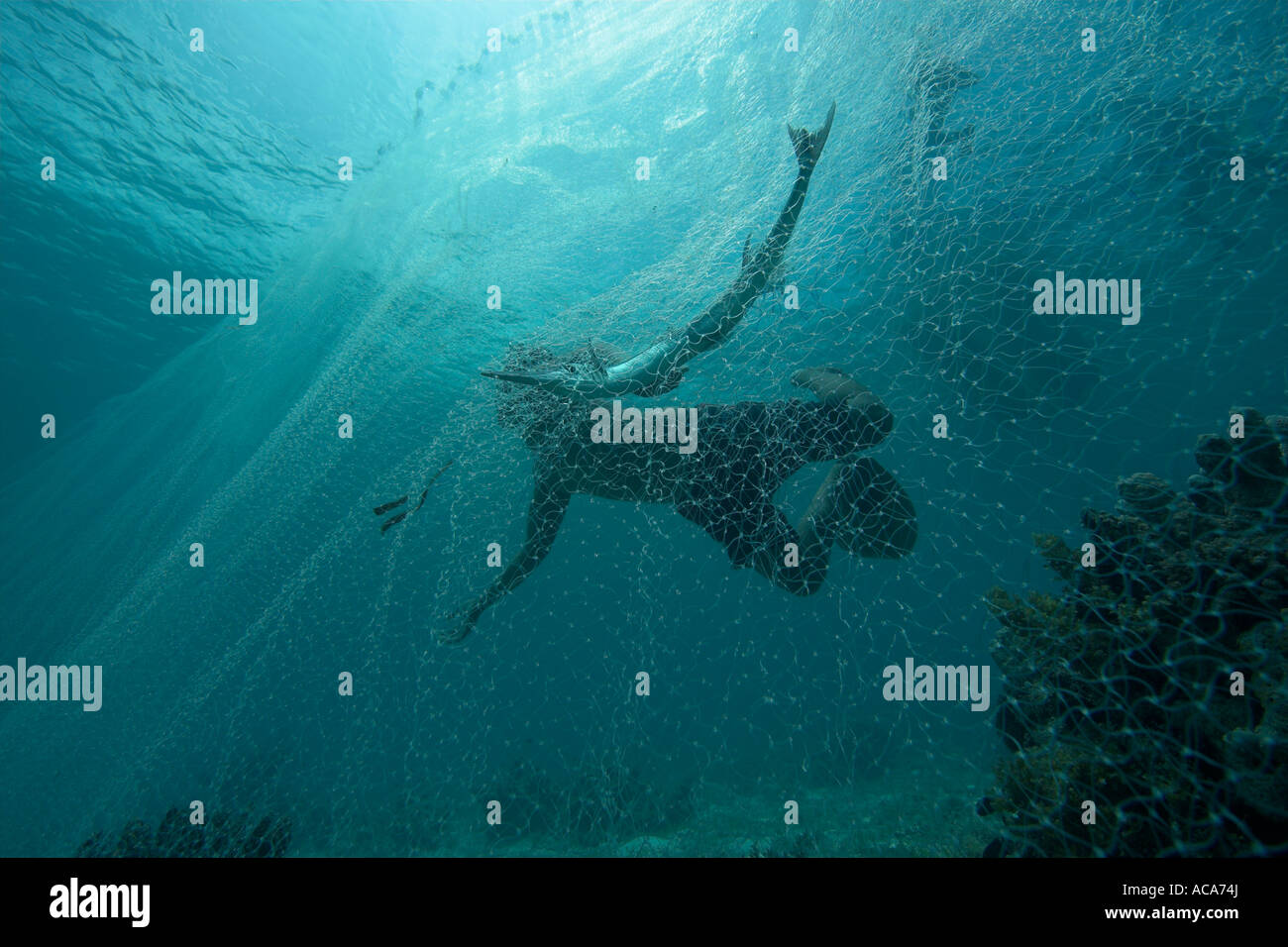 Fisher catch Pacific needlefish with a net, Philippines Stock Photo - Alamy