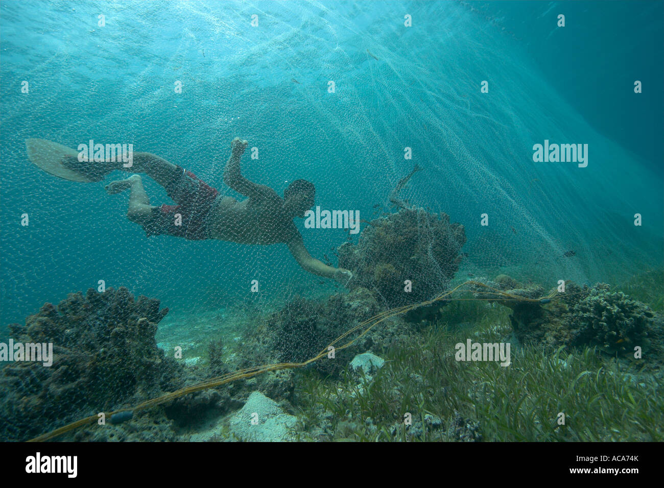 Fisher catch Pacific needlefish with a net, Philippines Stock Photo - Alamy