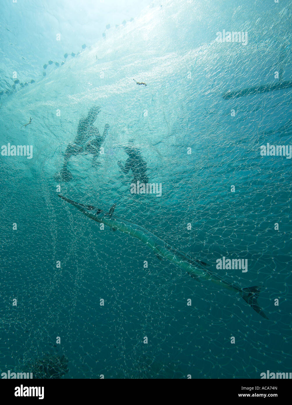 Fisher catch Pacific needlefish with a net, Philippines Stock Photo - Alamy