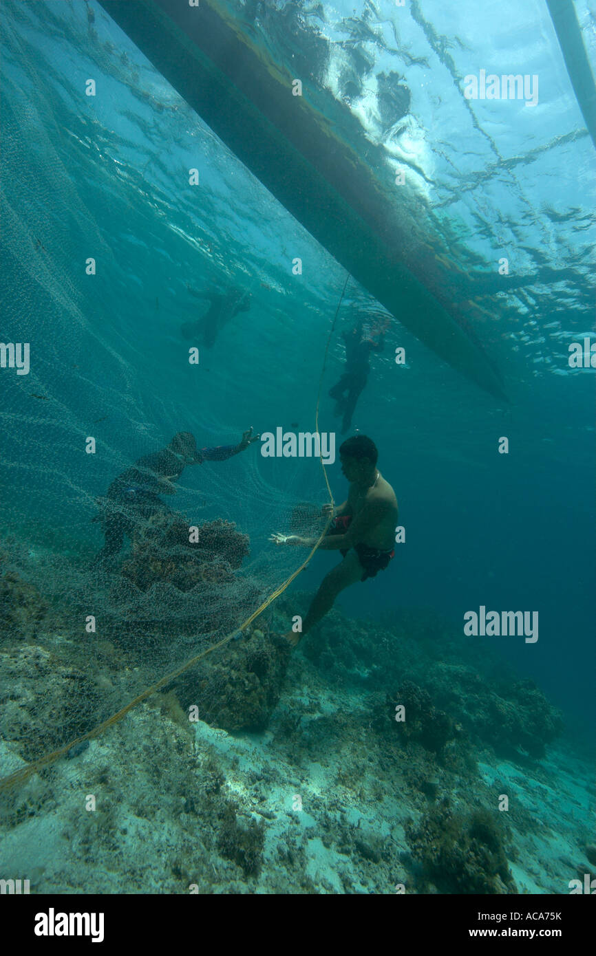 Fisher catch Pacific needlefish with a net, Philippines Stock Photo - Alamy