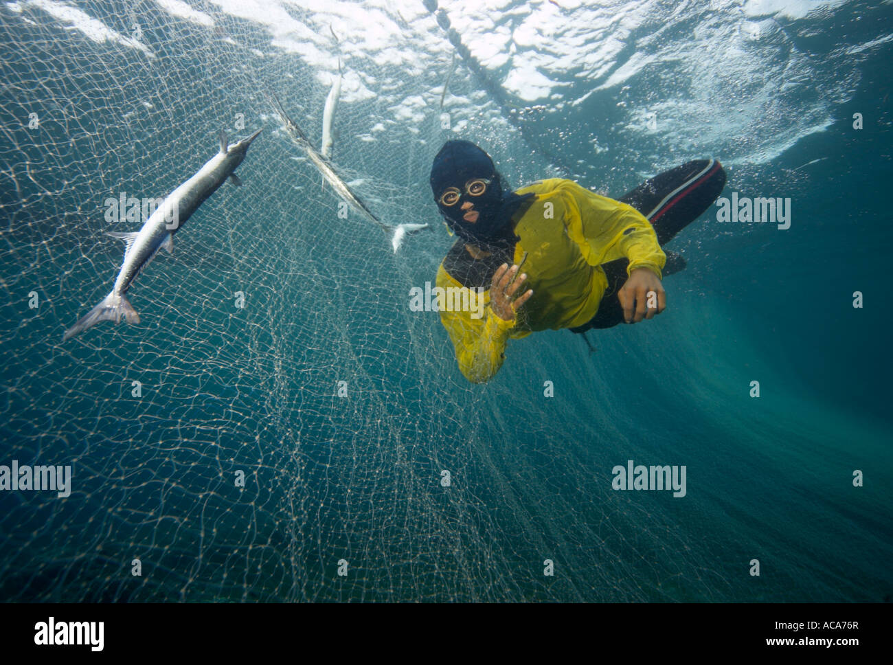 Fishermen catching Pacific needlefish with a net, Philippines Stock ...
