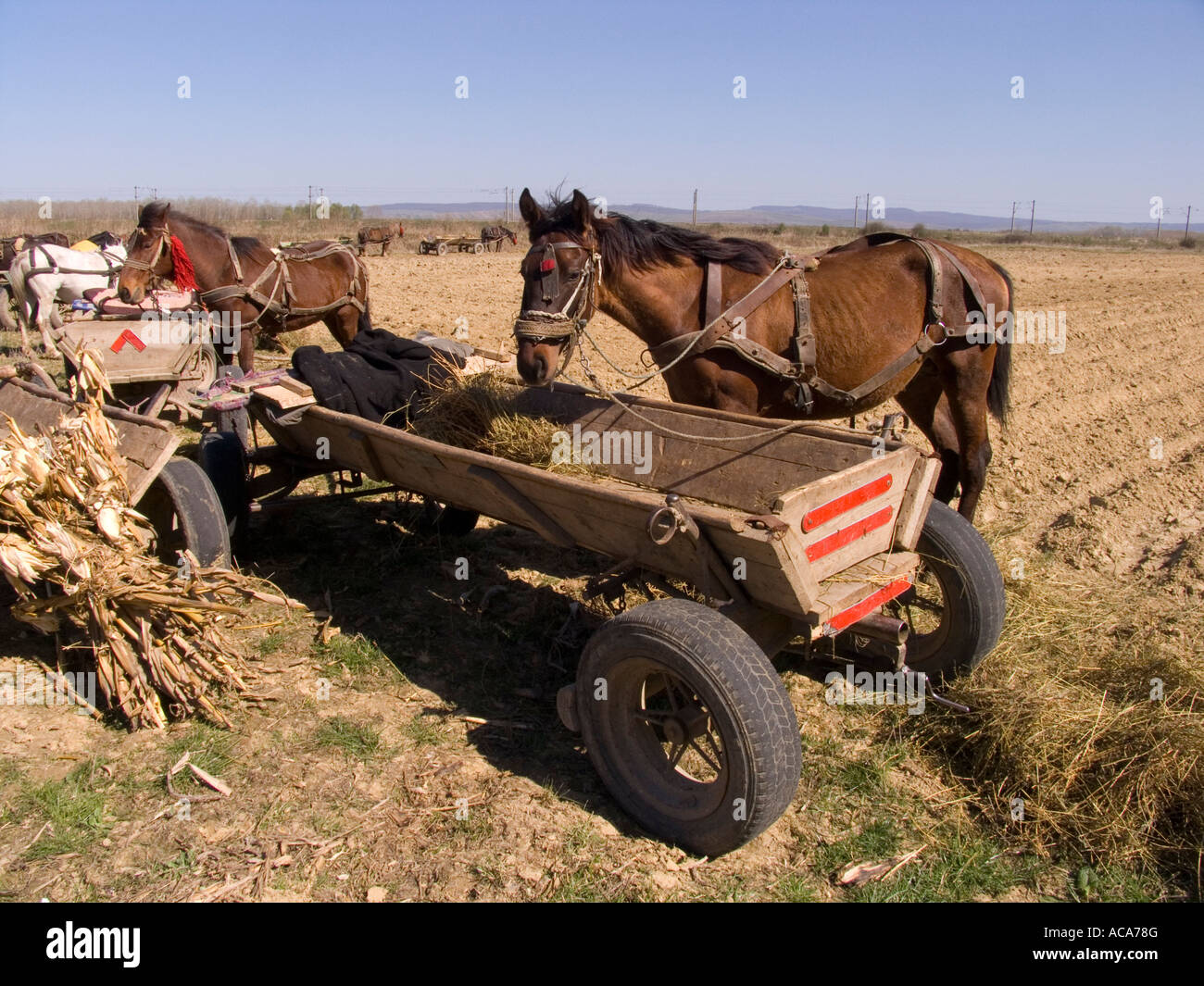 Horse carriage, Gulia, Romania Stock Photo - Alamy