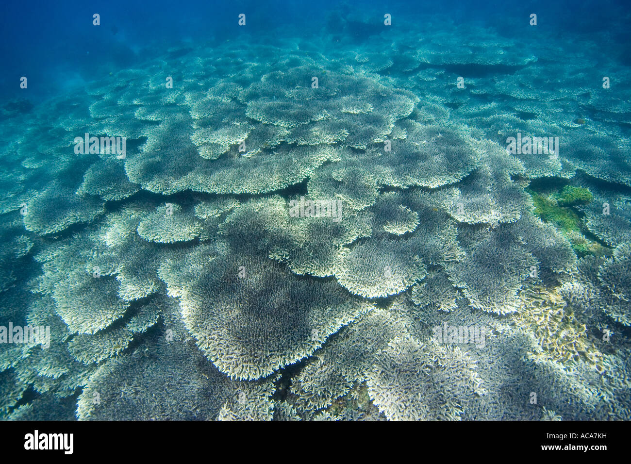 Coral reef covered with stony corals Acropora clathrata, Philippines ...