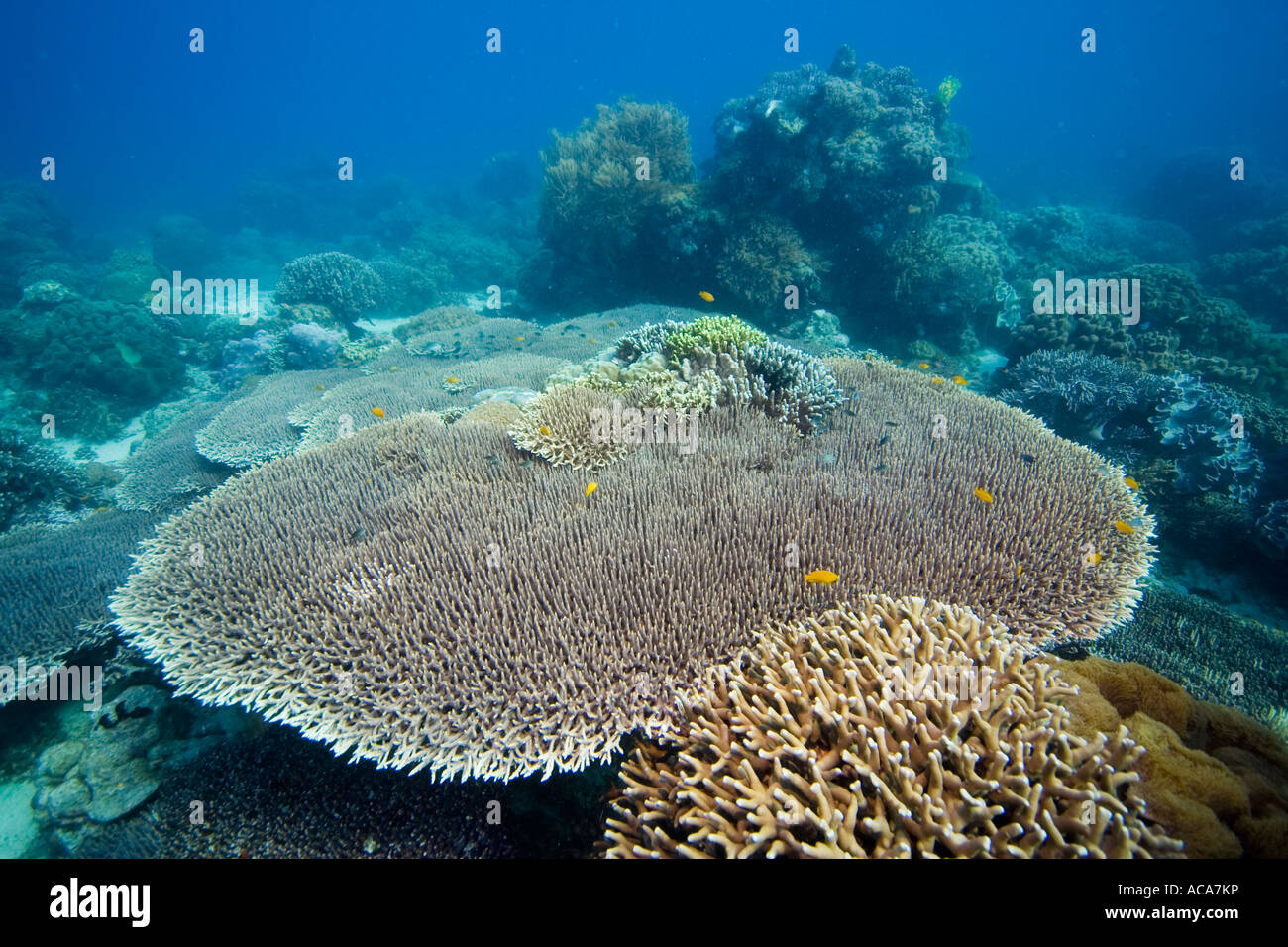 Stony coral Acropora hyacinthus, Philippines, Pacific Ocean Stock Photo ...