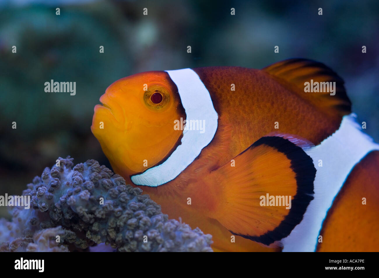 Clown fish made famous by the children's film finding Nemo Stock Photo ...