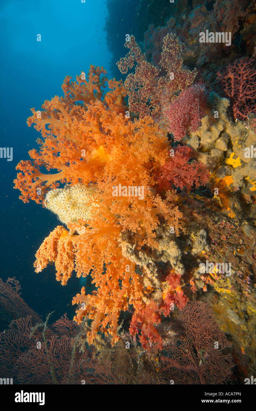 Colourful soft coral, Philippines, Pacific Ocean Stock Photo - Alamy
