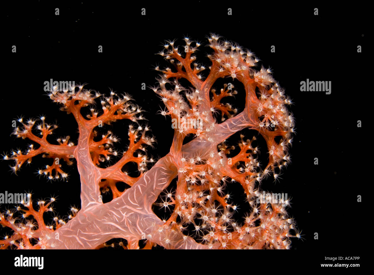 Dendronephthya hi-res stock photography and images - Alamy