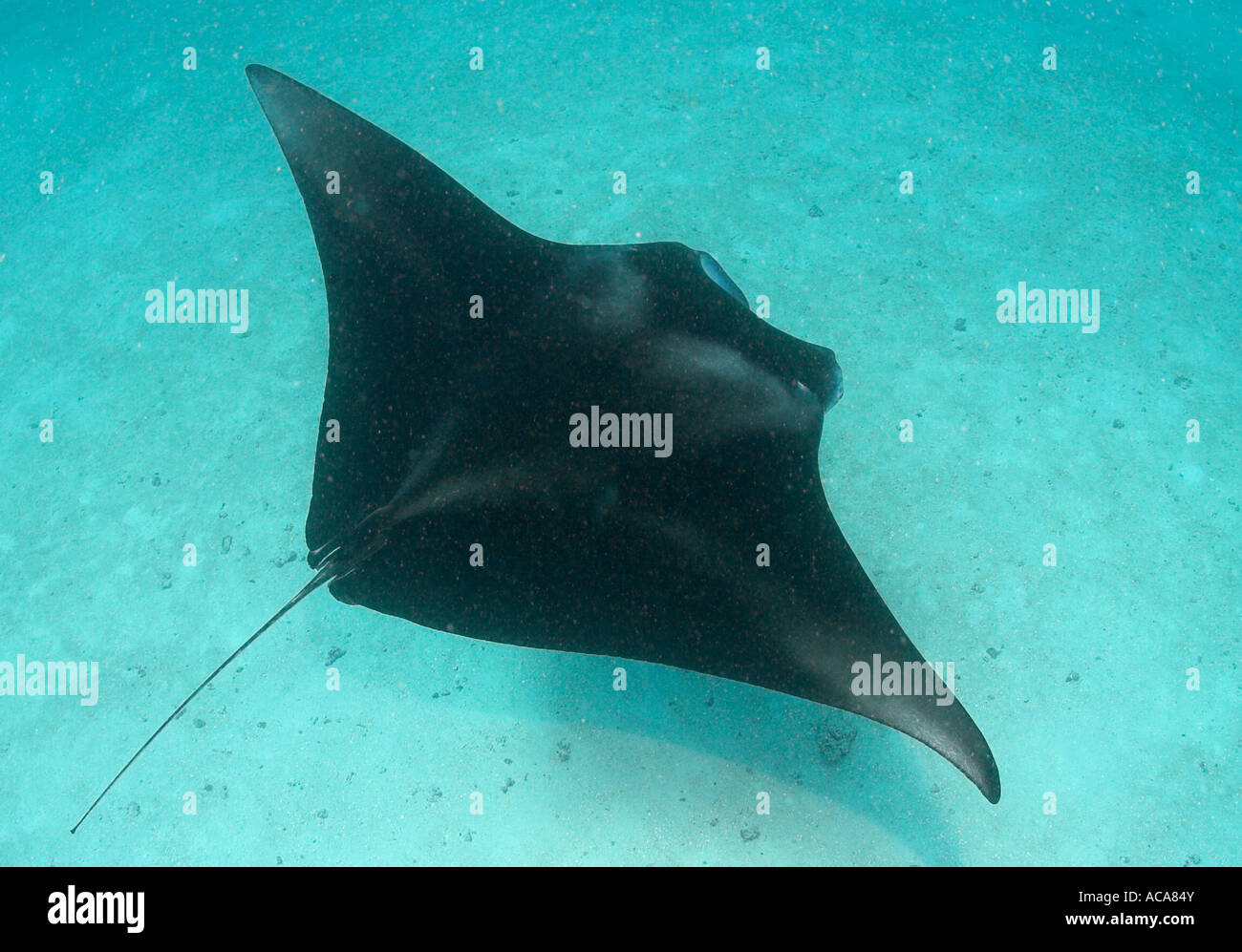 Manta malediven hi-res stock photography and images - Alamy