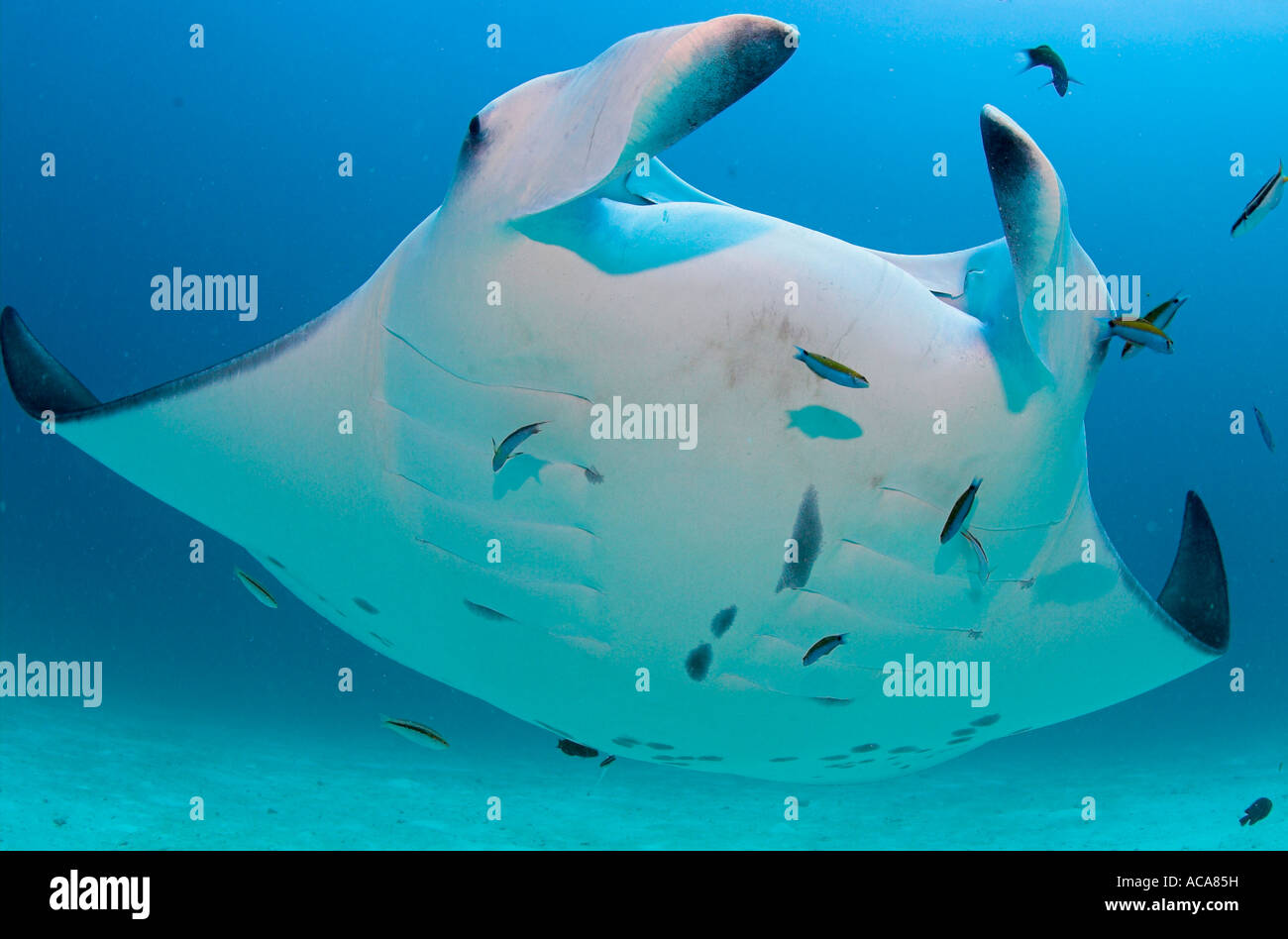 Manta Ray (Manta birostris), Maledives, Indian Ocean Stock Photo - Alamy