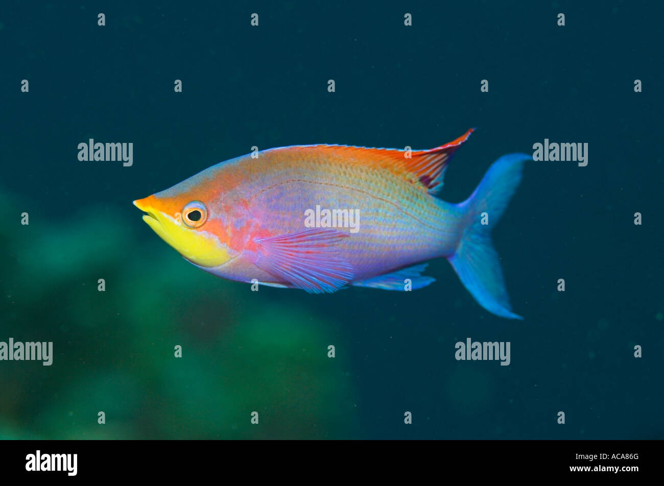 Pseudanthias tuka hi-res stock photography and images - Alamy