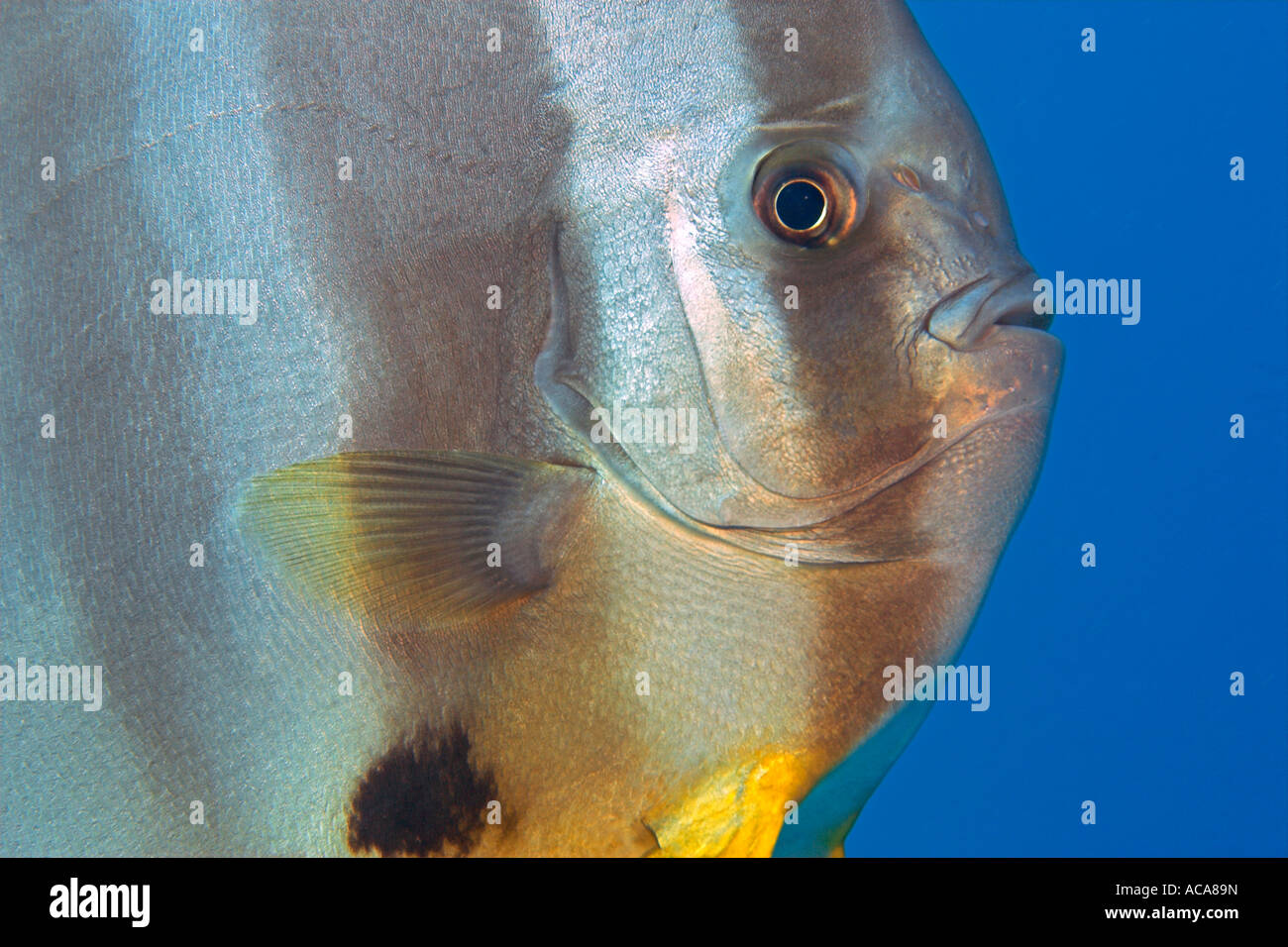 Longfin batfish close up hi-res stock photography and images - Alamy