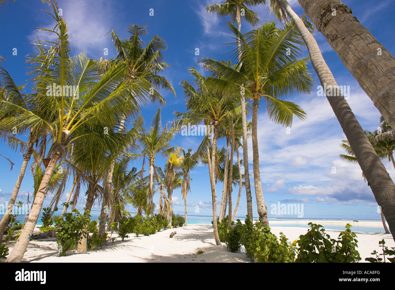 Palmtrees on the Maldives Stock Photo - Alamy