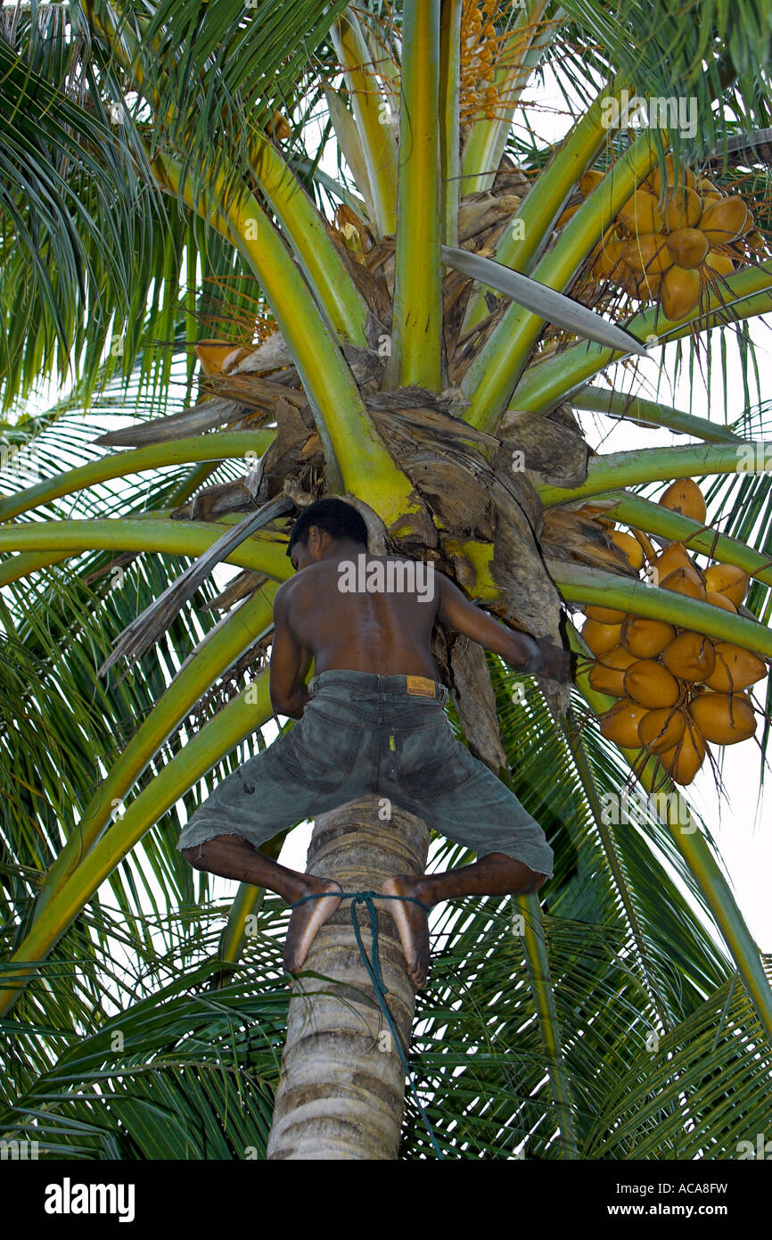 Man harvesting coconuts hi-res stock photography and images - Alamy