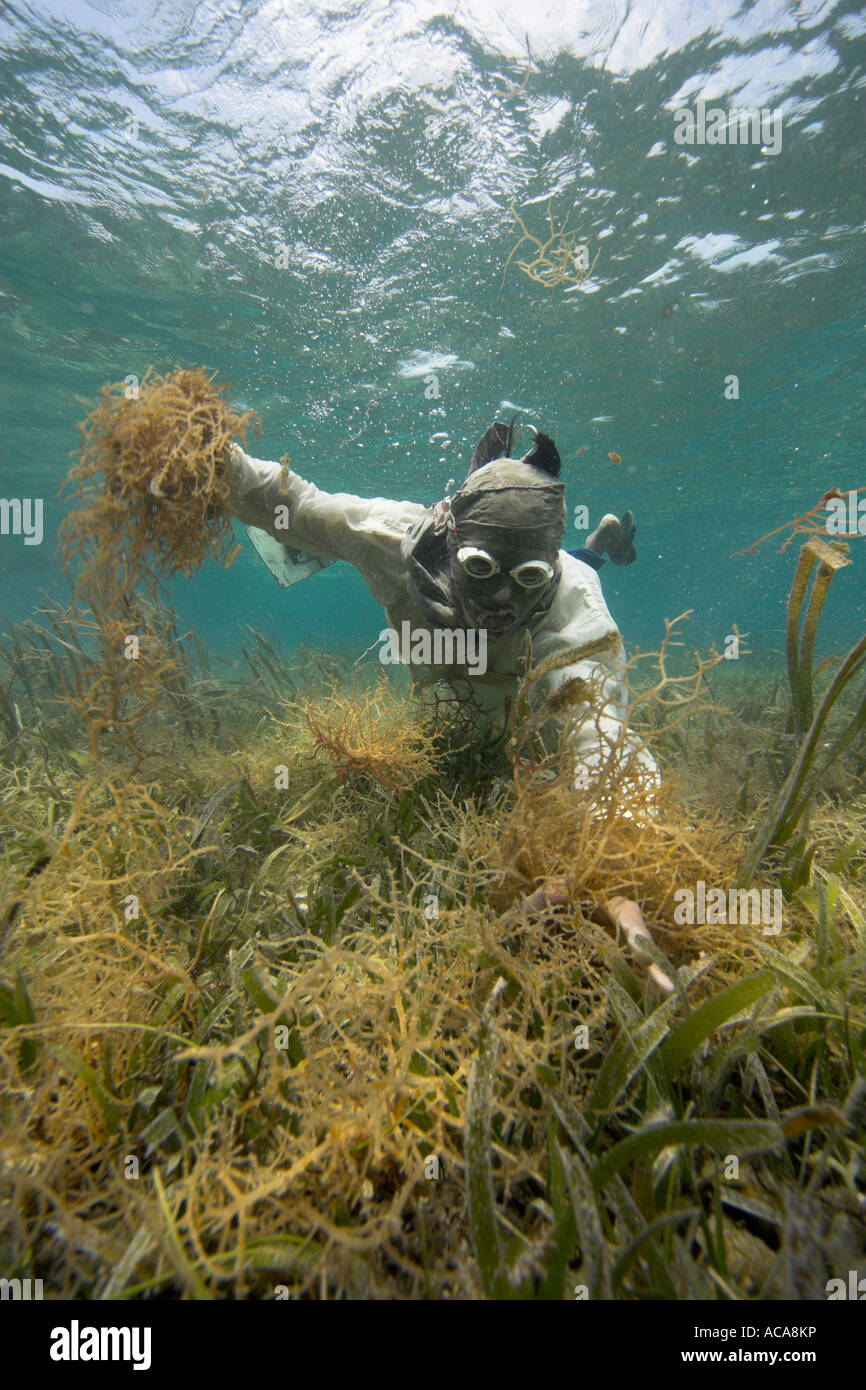 Seaweed harvesting hi-res stock photography and images - Alamy