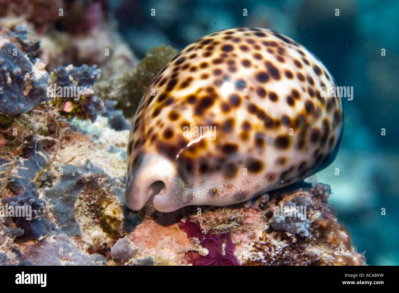 Cypraea shells hi-res stock photography and images - Alamy