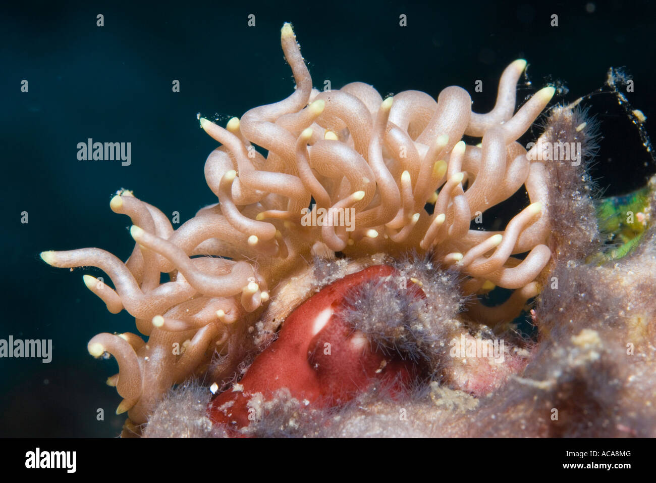 Nudibranch or sea slug (Phyllodesmium briareum Stock Photo - Alamy