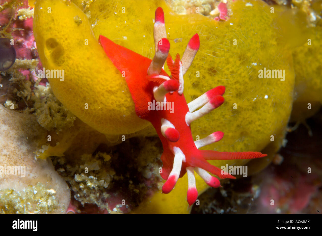 Nudibranch Goniodorididae (Okenia nakamotoensis Stock Photo - Alamy