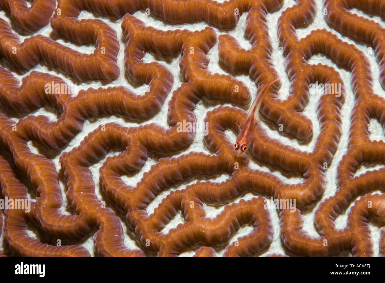 Goby (Bryaninops amplus) hiding on a brain coral (Diplora strigosa ...