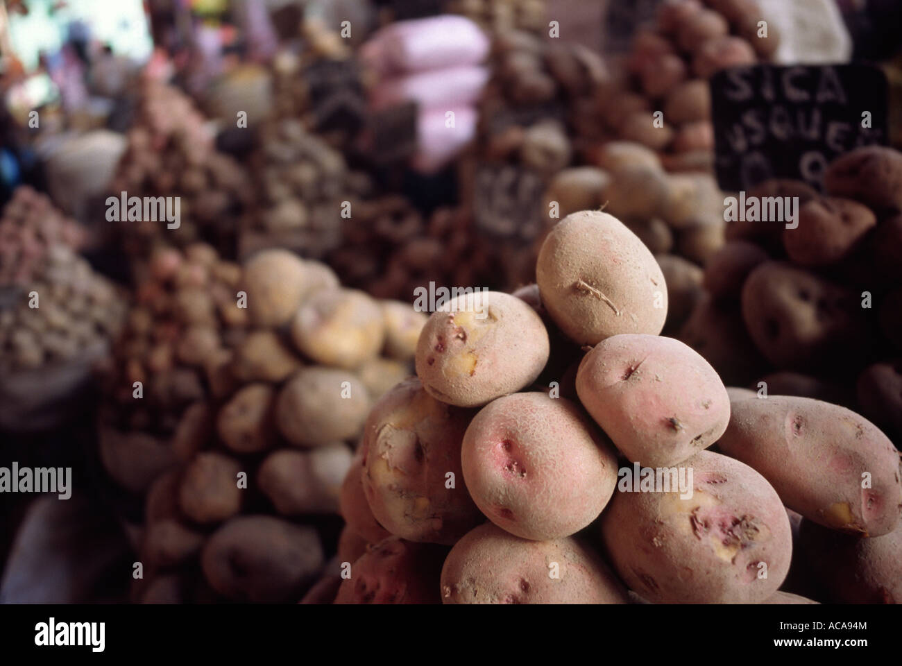 The Potato Solanum Tuberosum Native To South America High Resolution ...