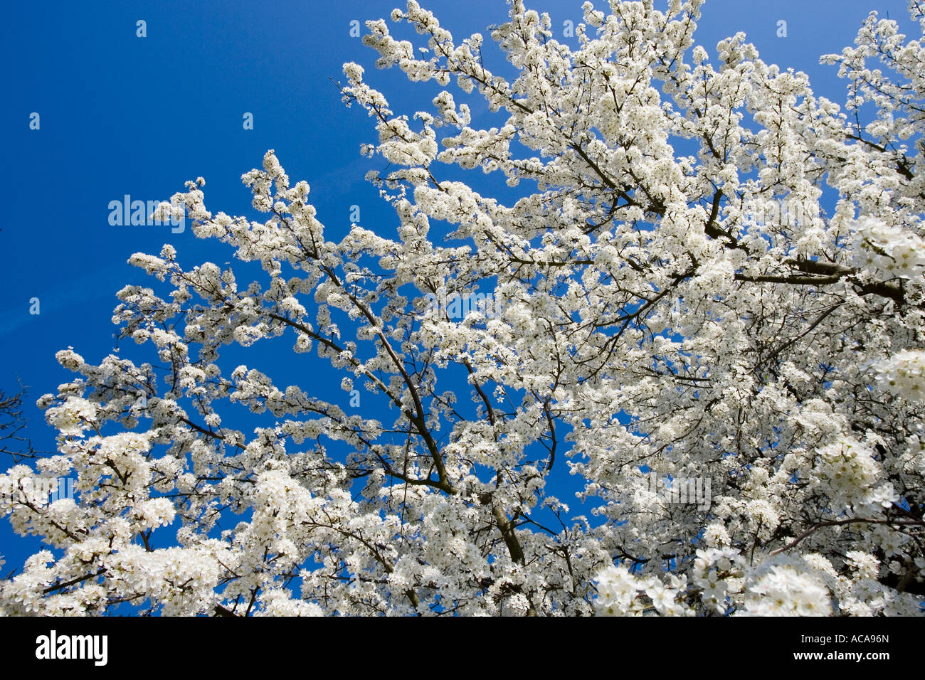 Cherry blossoms in spring Stock Photo - Alamy