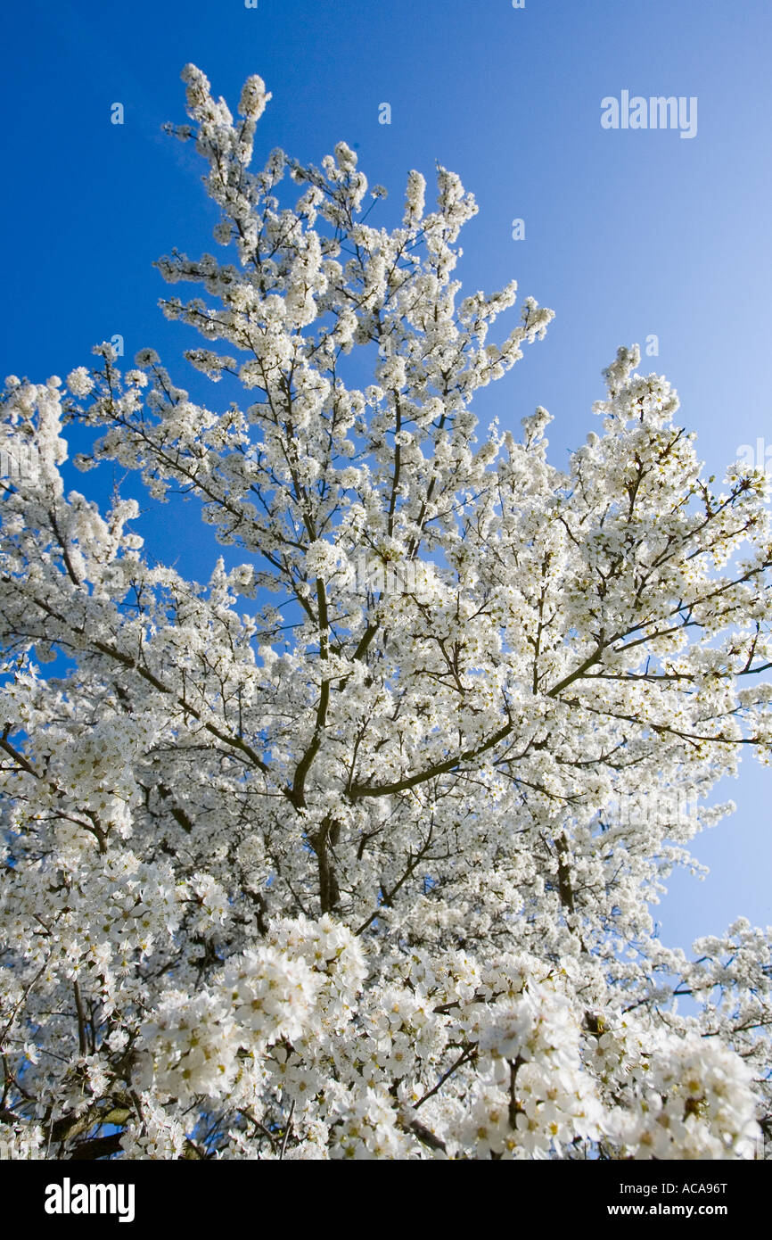 Cherry blossoms in spring Stock Photo - Alamy