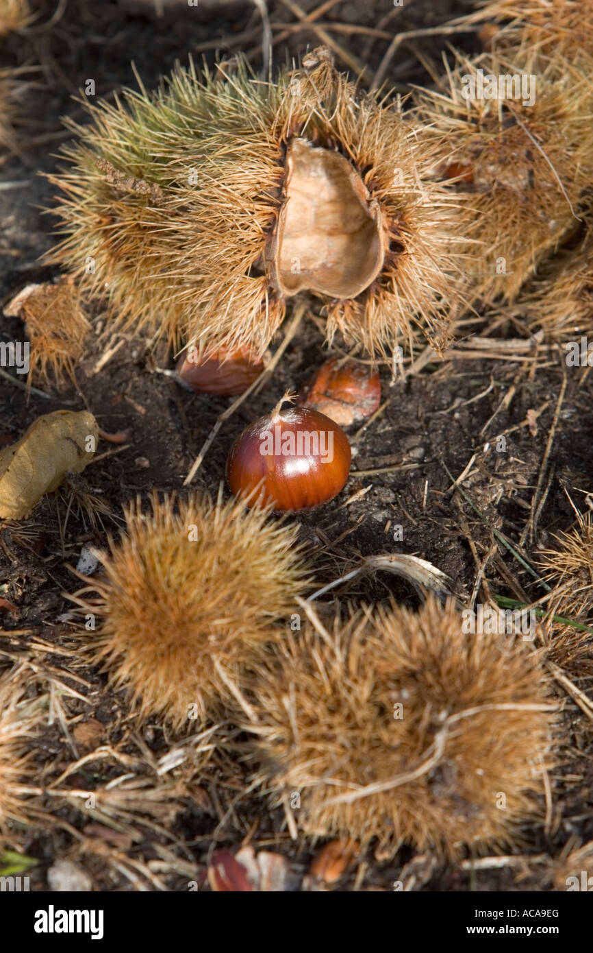 Chestnut and husks on ground Stock Photo - Alamy