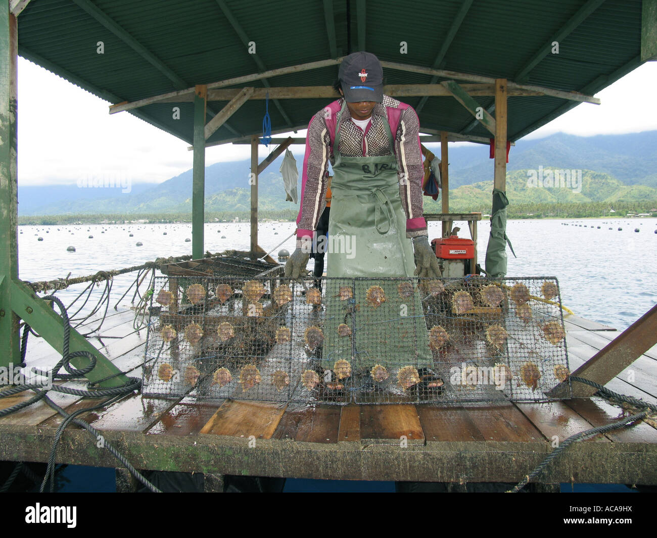 Balinese cleaning young oysters on a floating oyster farm, Indonesia ...