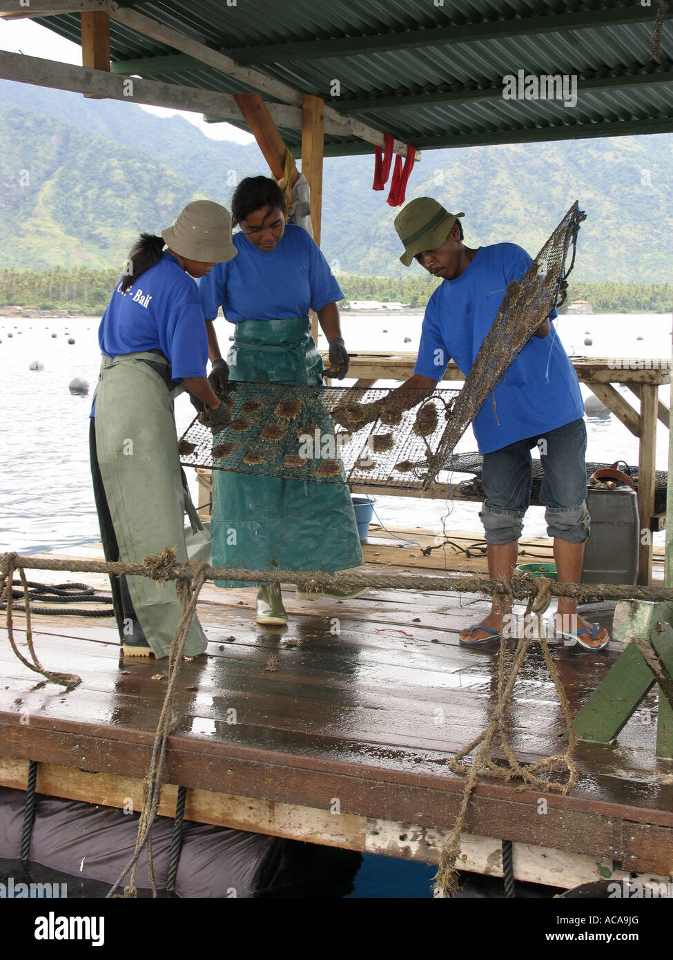 Balinese cleaning young oysters on a floating oyster farm, Indonesia ...