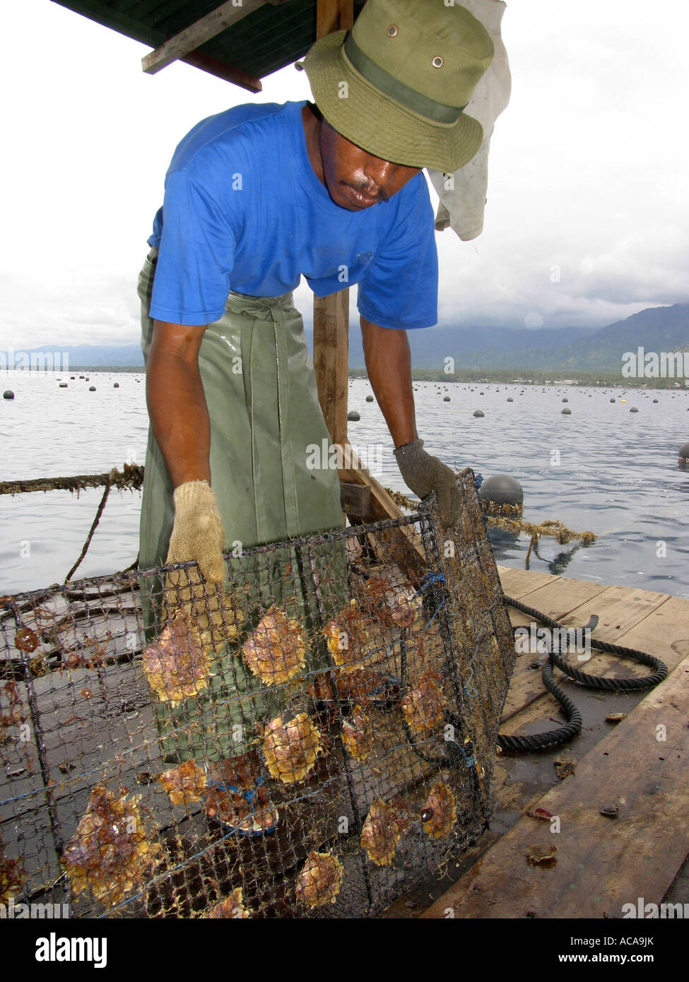 Balinese cleaning young oysters on a floating oyster farm, Indonesia ...