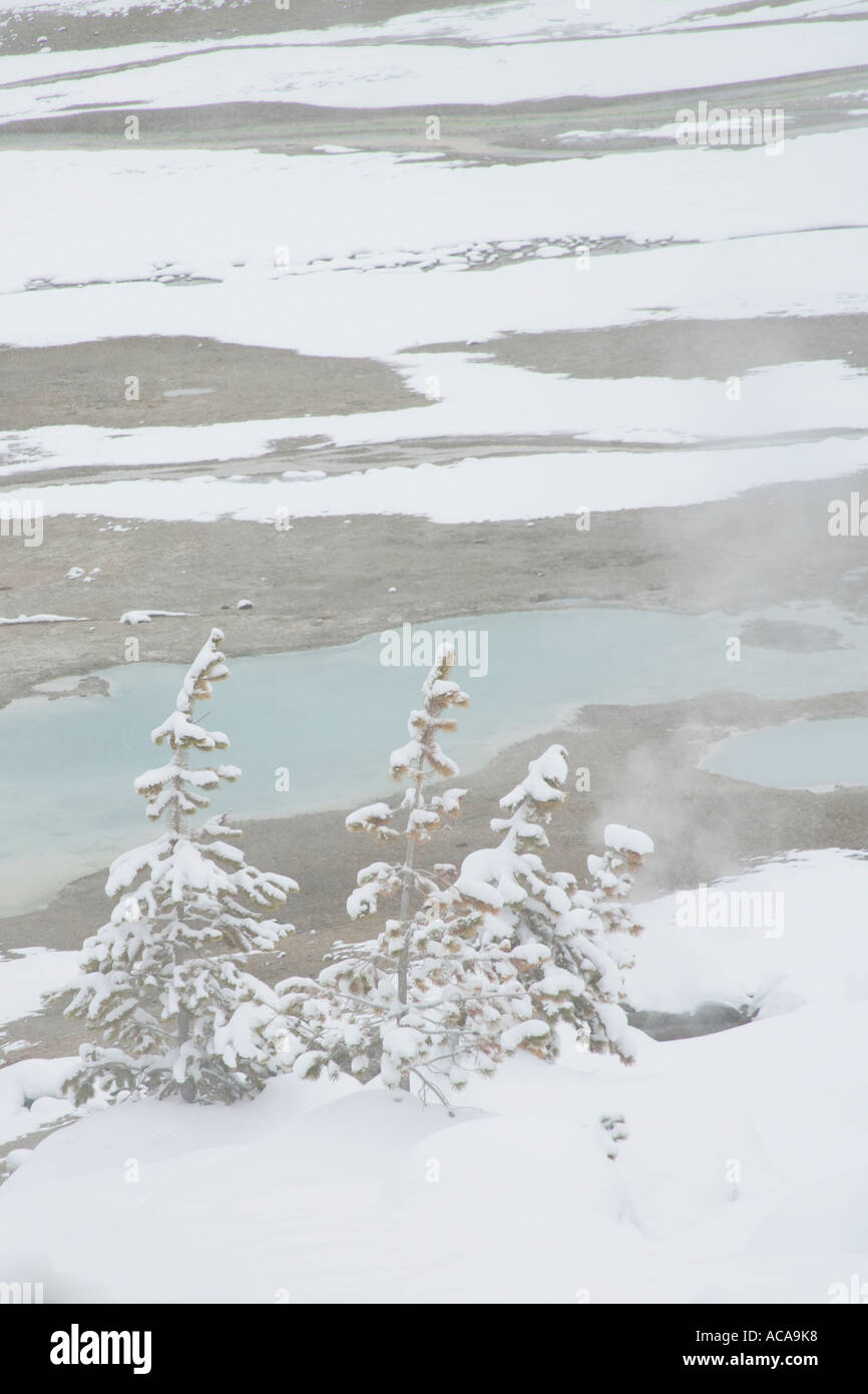 Winter Scene in Heavy Snow at the Paint Pots of Yellowstone National ...