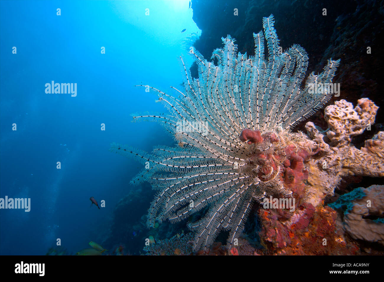 Underwater crinoid feather star hi-res stock photography and images - Alamy