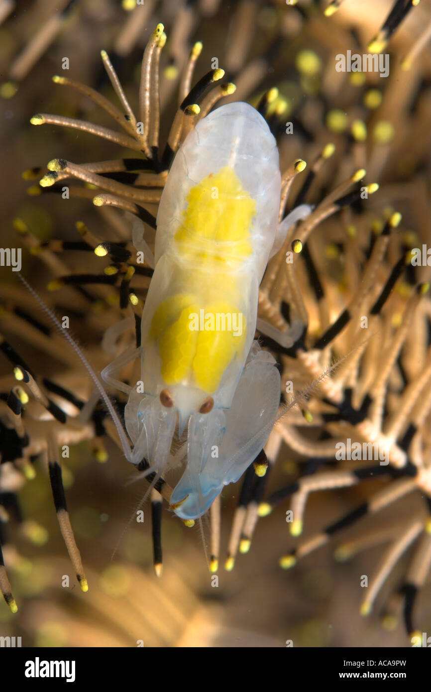 Pistol shrimp (Alpheidae Stock Photo - Alamy
