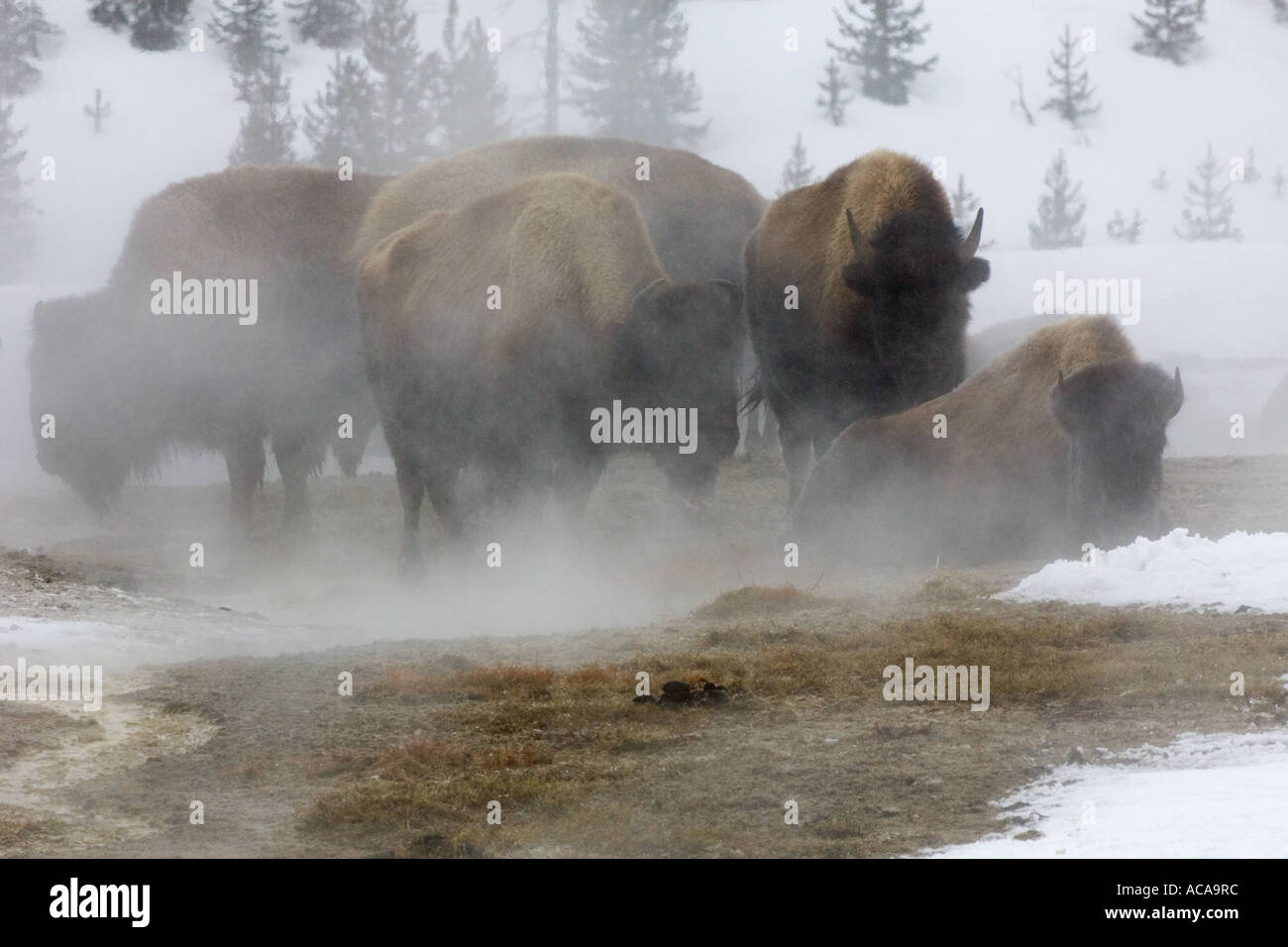 Bison Huddle in the Steam of the Thermals to Keep Warm at Yellowstone ...