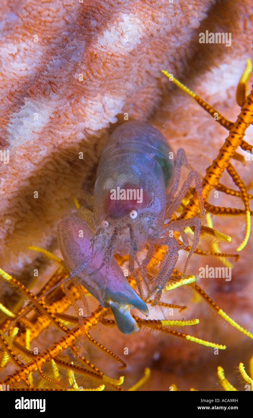 Pistol shrimp (Alpheidae Stock Photo - Alamy