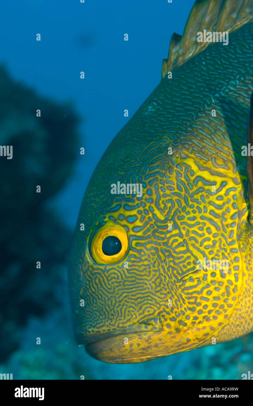 Midnight snapper (Macolor macularis), Maldives Stock Photo - Alamy