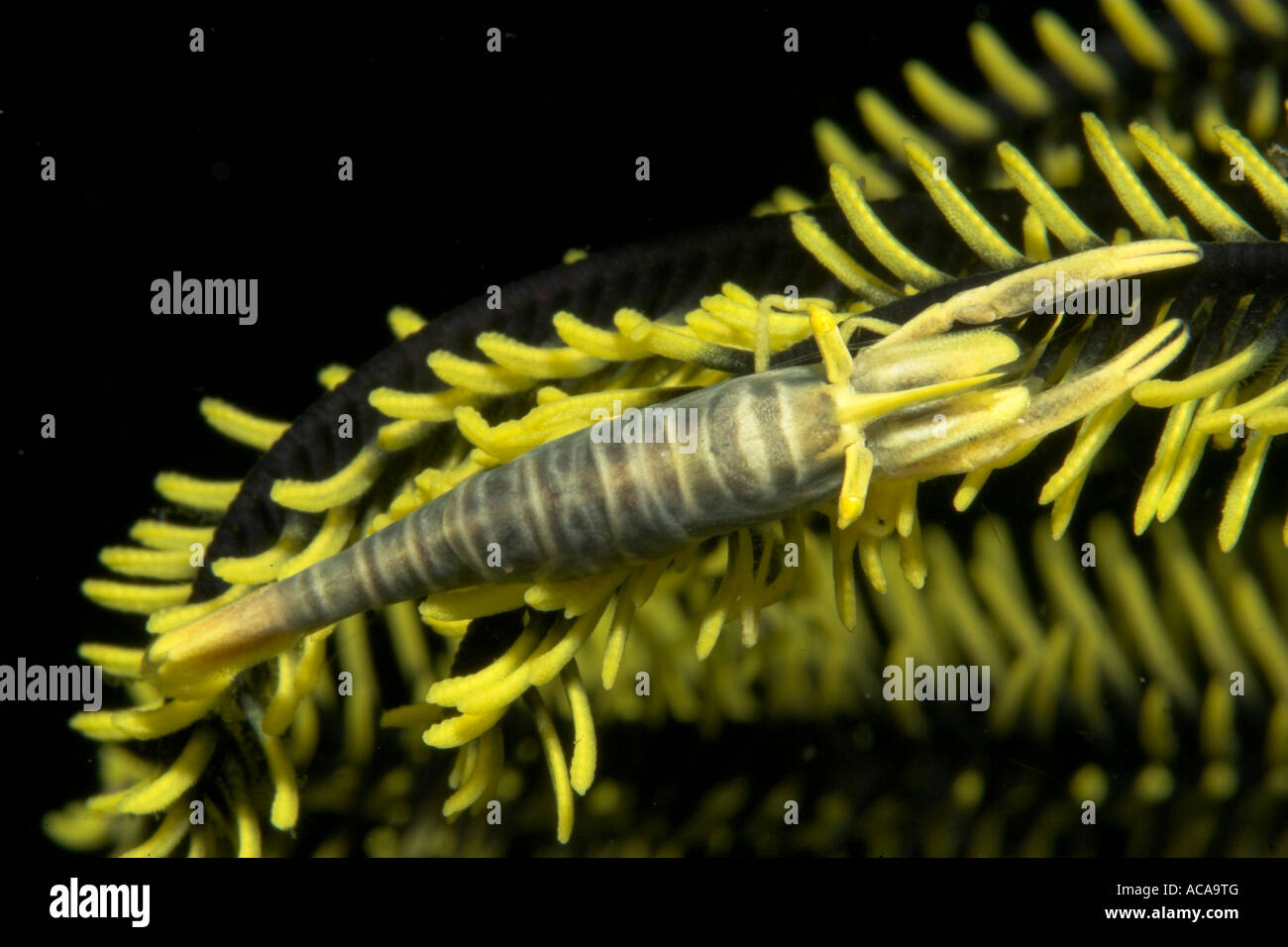 Crinoid shrimp (Periclimenes amboinensis), Philippines Stock Photo - Alamy