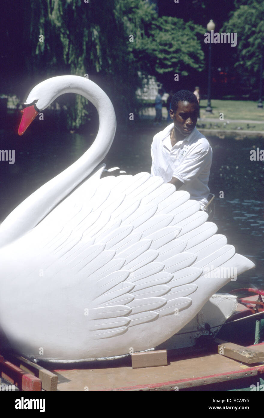 Swan boats are a familiar sight on the lake in Boston's Public gardens ...