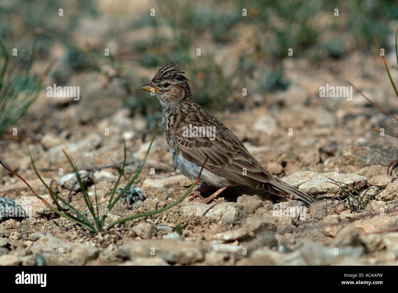 Lesser short toed lark Calandrella rufescens Spain Stock Photo - Alamy