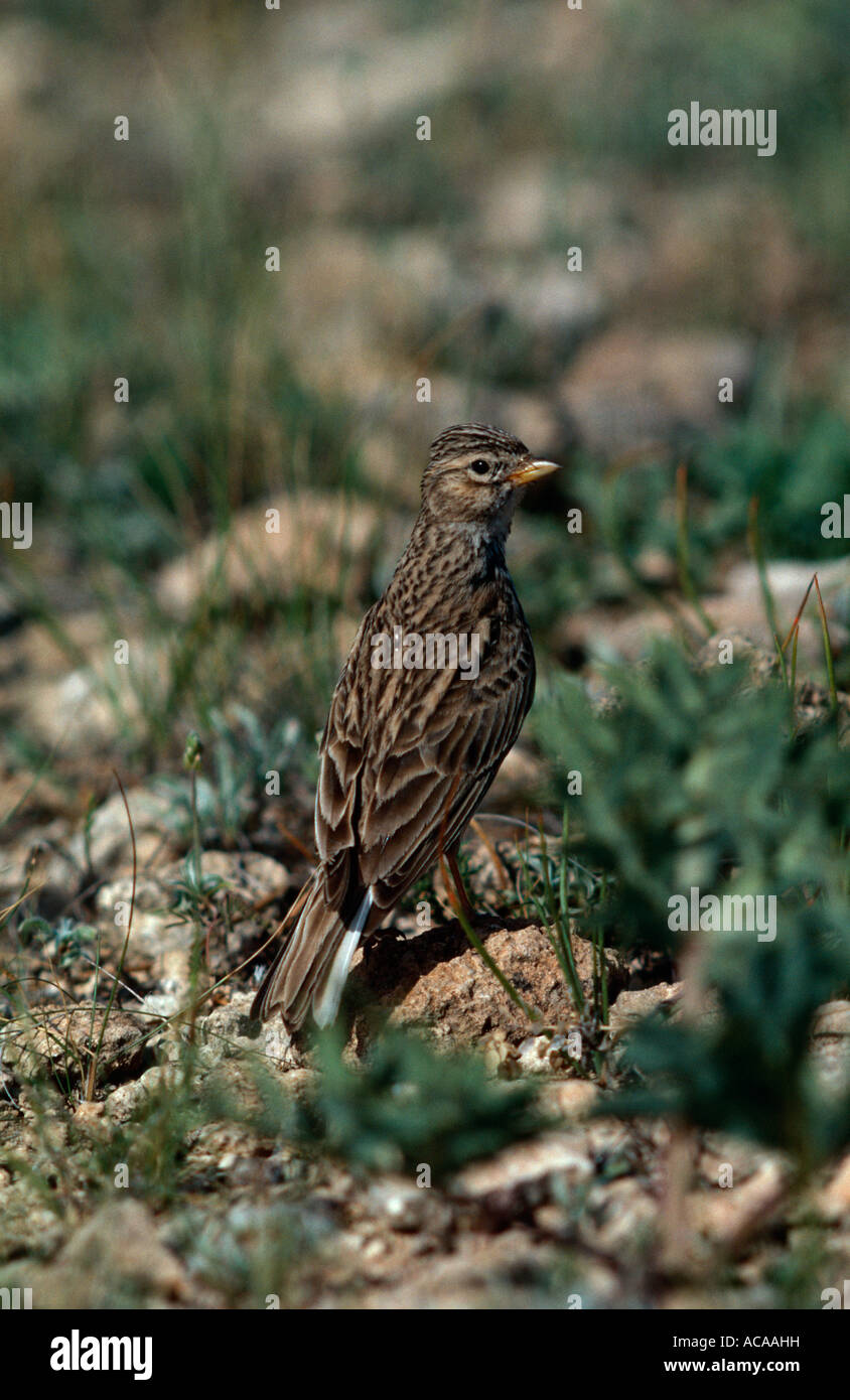 Lesser short toed lark Calandrella rufescens Spain Stock Photo - Alamy