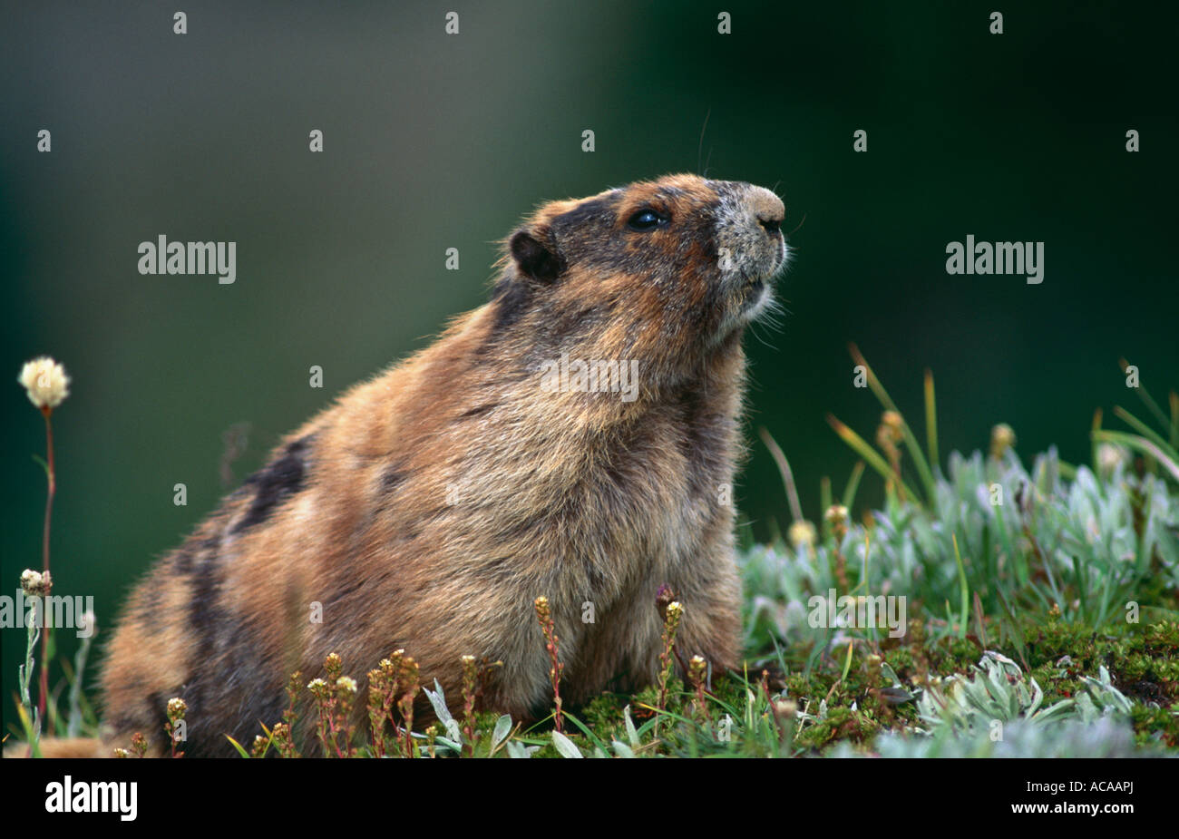 Olympic marmot Marmota olympia Olympic NP Washington USA Stock Photo ...