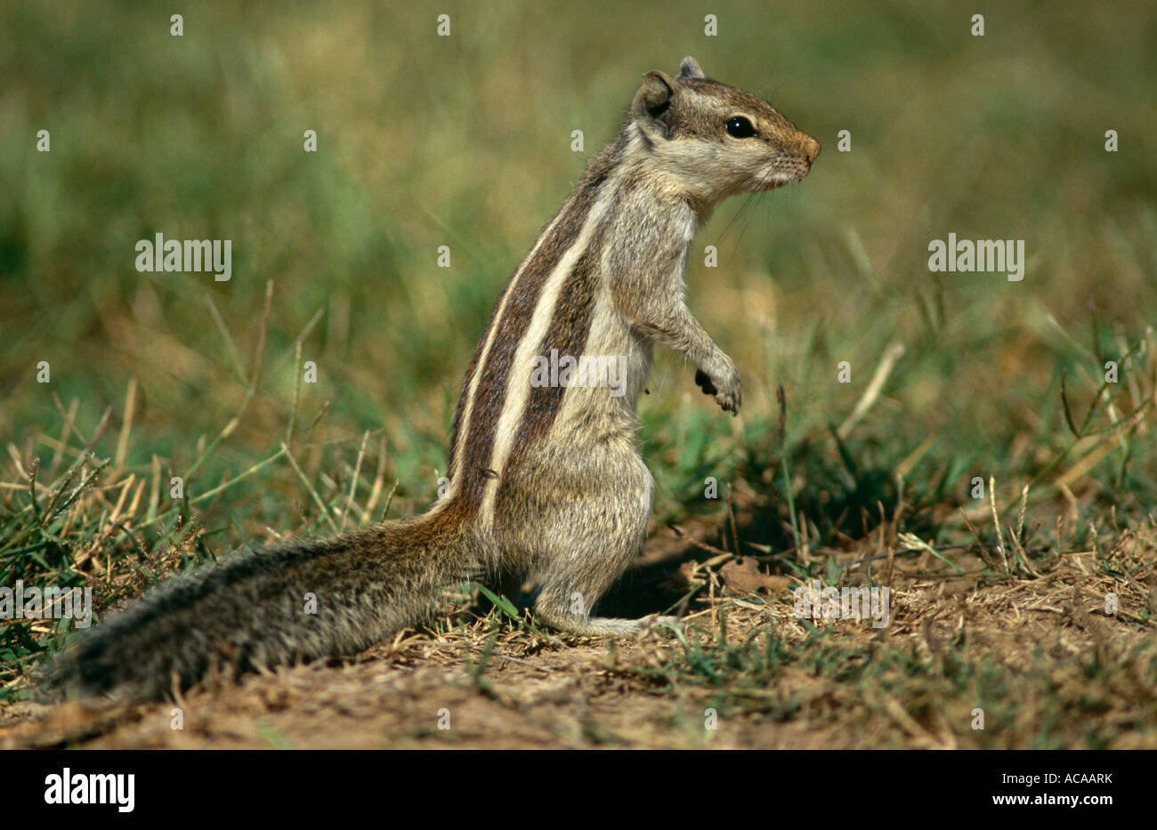Five striped palm squirrel Funambulus pennanti Keoladeo Ghana NP ...