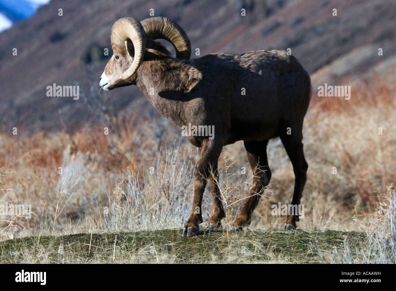 California Big Horn Sheep along the eastern Cascades near Naches ...