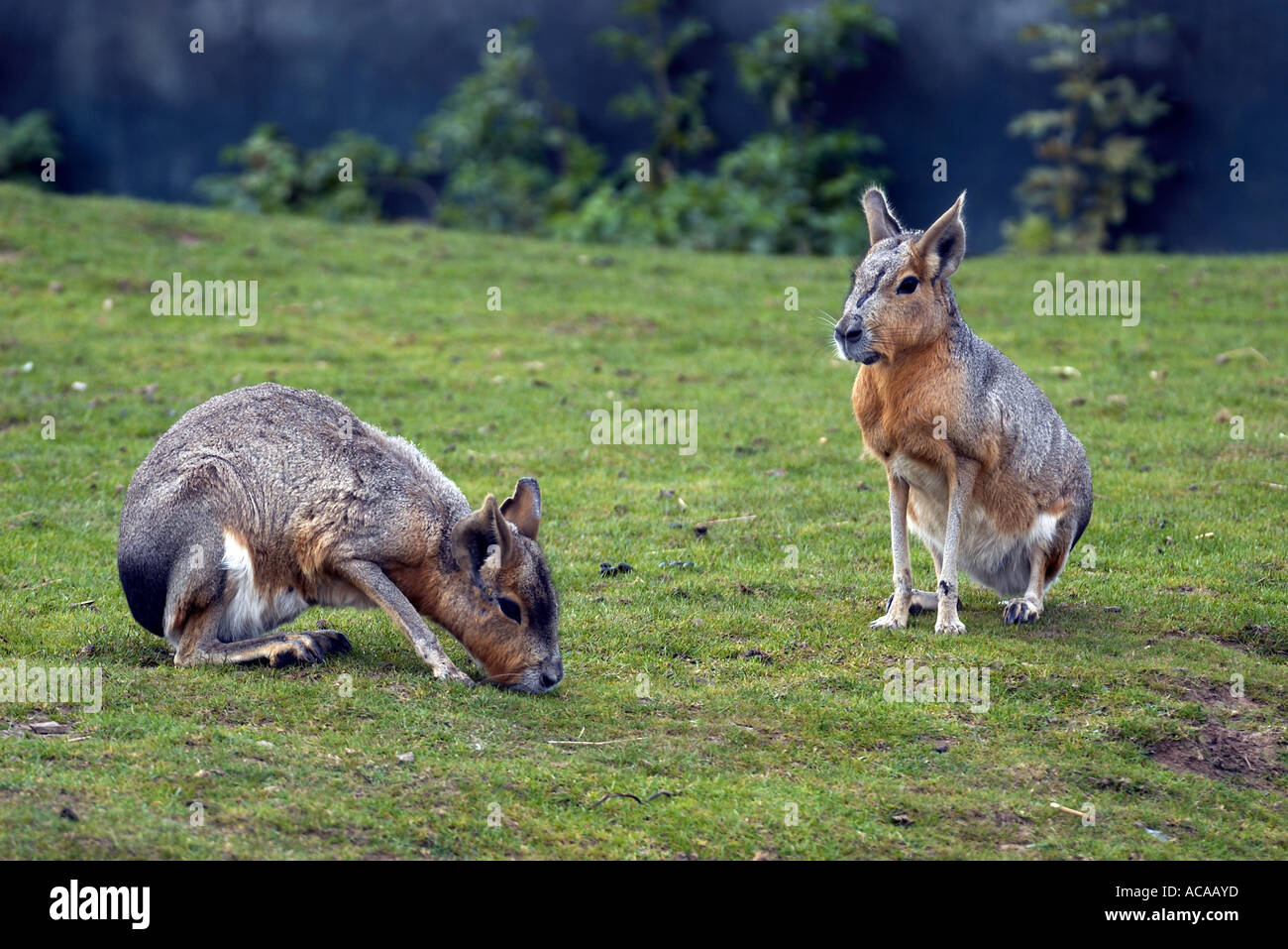 Patagonian history hi-res stock photography and images - Alamy