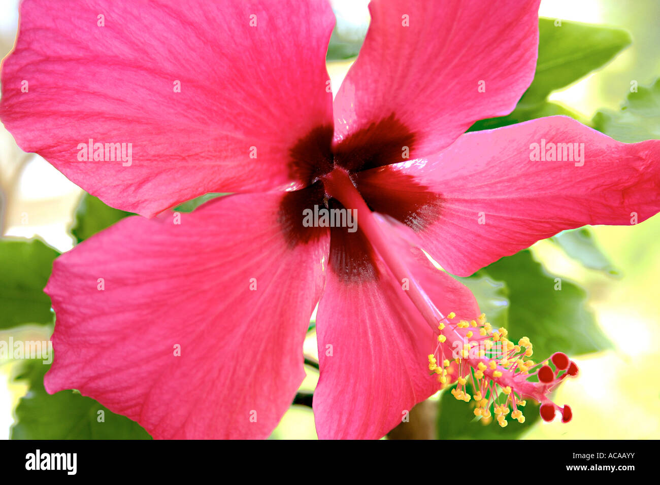 Hibiscus hi-res stock photography and images - Alamy
